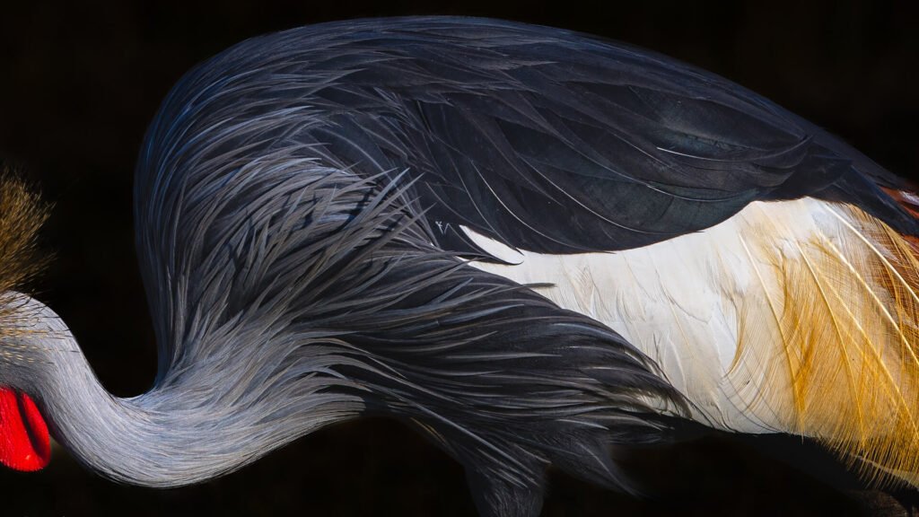 Blog - Wildlife Whisperers