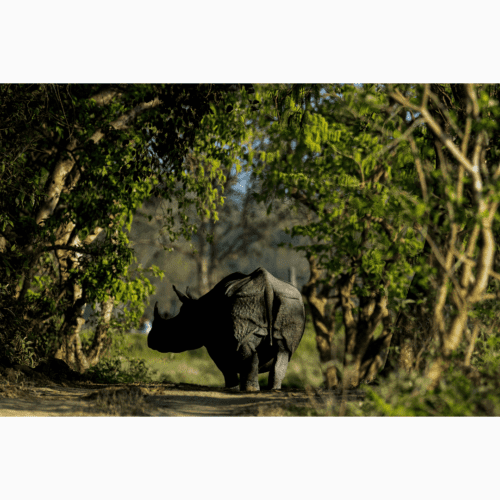 Wild Animal Frame – Perfect for Nature & Wildlife Lovers